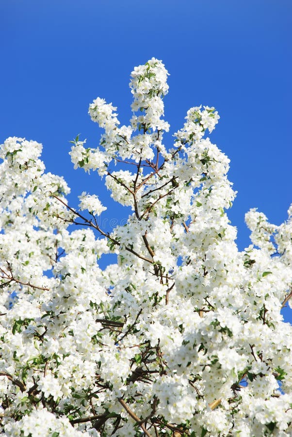 Apple tree blossom stock photo. Image of apple, flower - 3551840