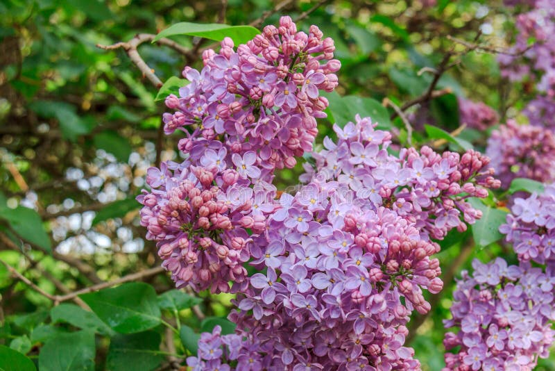 Branch of Blossoming Lilac Pink-lilac Color Stock Image - Image of ...