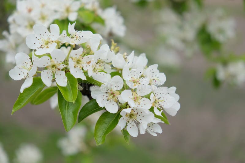 A Branch of a Blossoming Pear Tree. Inflorescence of White Pear Flowers ...