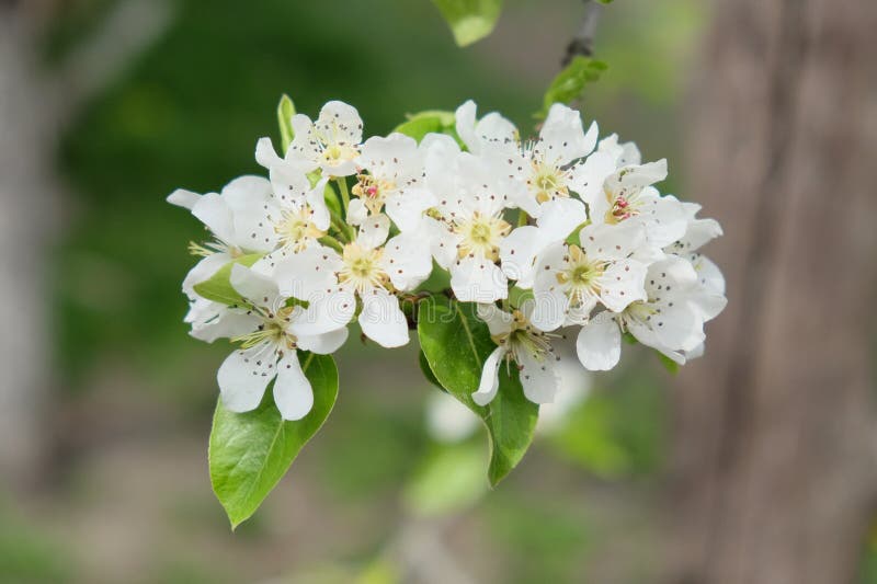 A Branch of a Blossoming Pear Tree. Inflorescence of White Pear Flowers ...