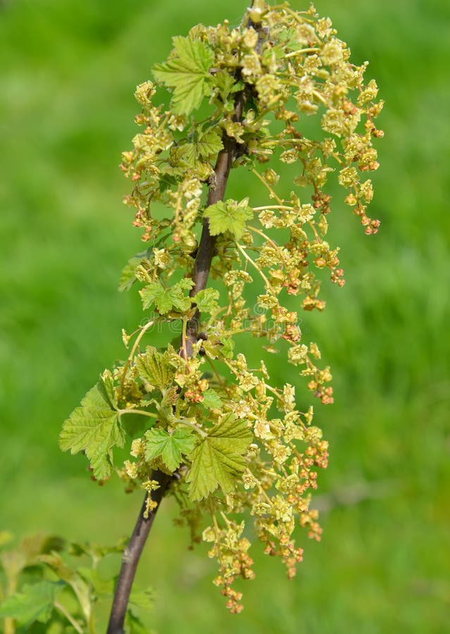 Branch of the Blossoming Red Currant (Ribes Rubrum L.) Stock Photo ...
