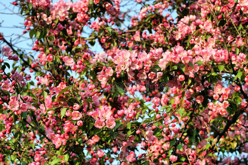 Branch of a Blossoming Tree Stock Image - Image of foliage, blossoming ...
