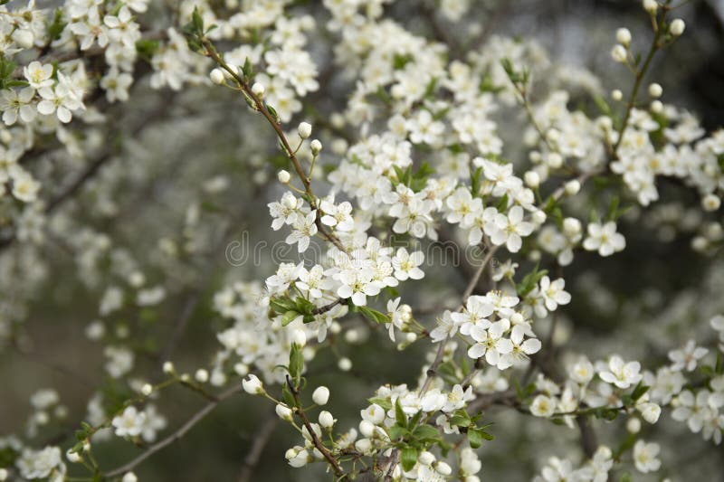Branch of a Blossoming Tree in a Spring Garden with Sunlights Stock ...