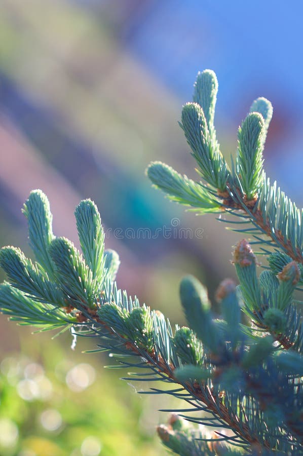 Branch of the Blue Fir Tree Stock Photo - Image of plant, color: 14383746