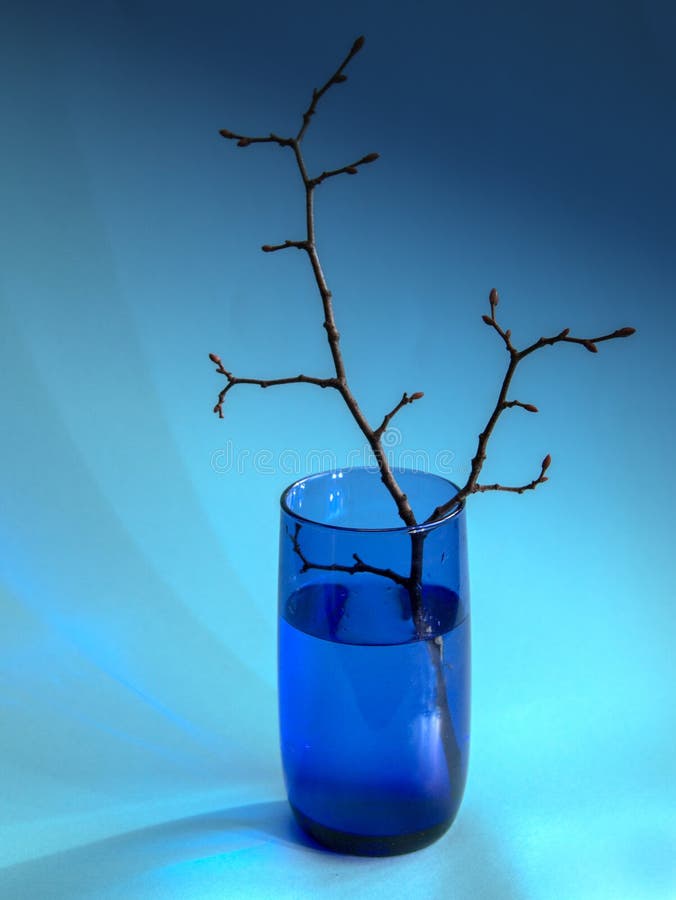 Branch in a Blue Glass on a Blue Background Stock Photo - Image of ...