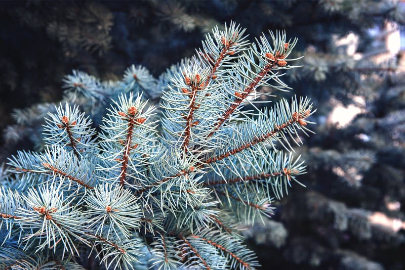 Branch Blue Spruce Close-up Stock Image - Image of forest, spruce: 79683307