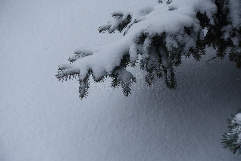 Branch of Blue Spruce Covered with Layer of Snow Stock Photo - Image of ...