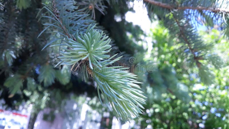 Branch of Blue Spruce in Spring Stock Photo - Image of garden, spring ...
