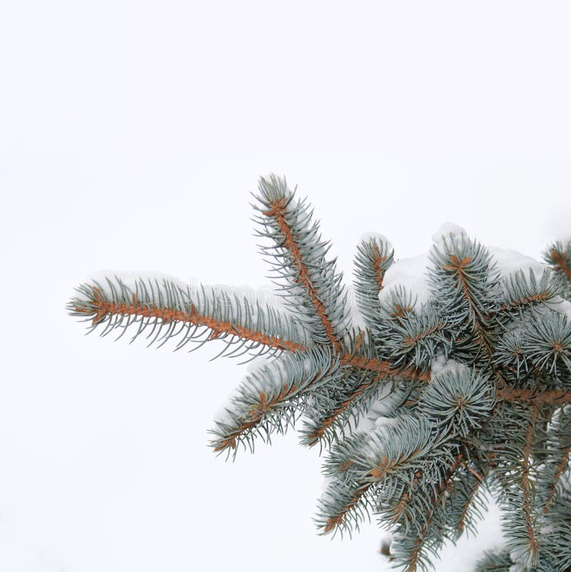 Branch of Blue Spruce in Winter Stock Image - Image of taiga, plant ...