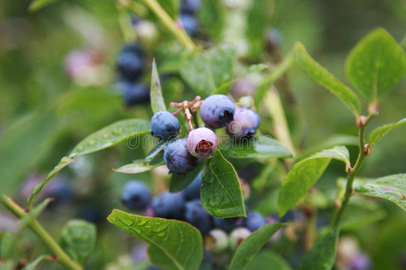 Branch of Blueberries stock image. Image of juicy, nutrition - 97813539