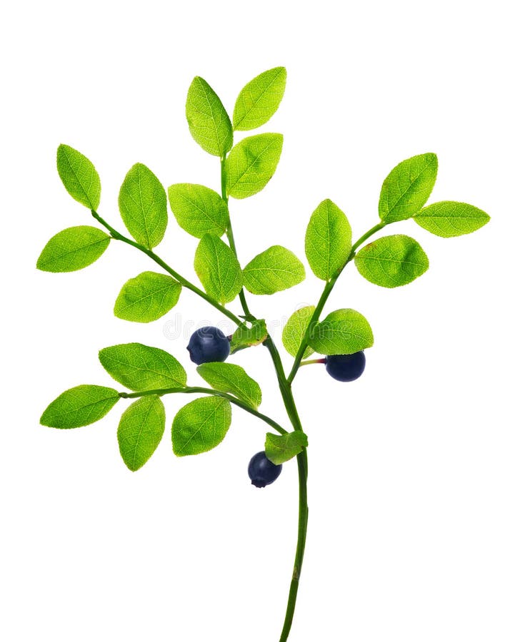 Branch with Blueberries Isolated on White Stock Image - Image of blue ...