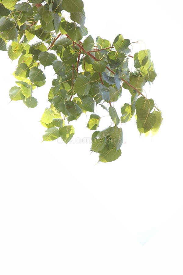 Branch of the Bodhi tree. stock photo. Image of buddha - 36063050