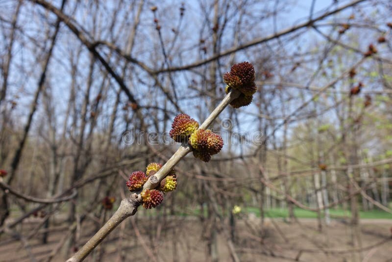 Branch of Boxelder Maple with Red Buds Stock Photo - Image of outdoors ...