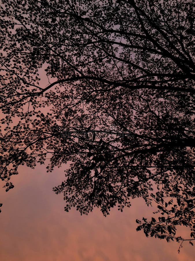 Branch Breeze Spring Blossom Stock Image - Image of blossom, flower ...
