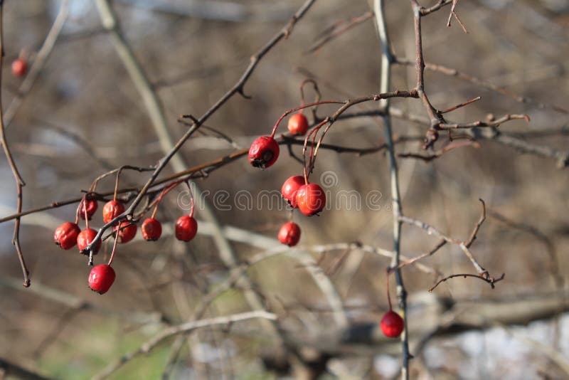 A branch of briar stock image. Image of flower, autumn - 203474241