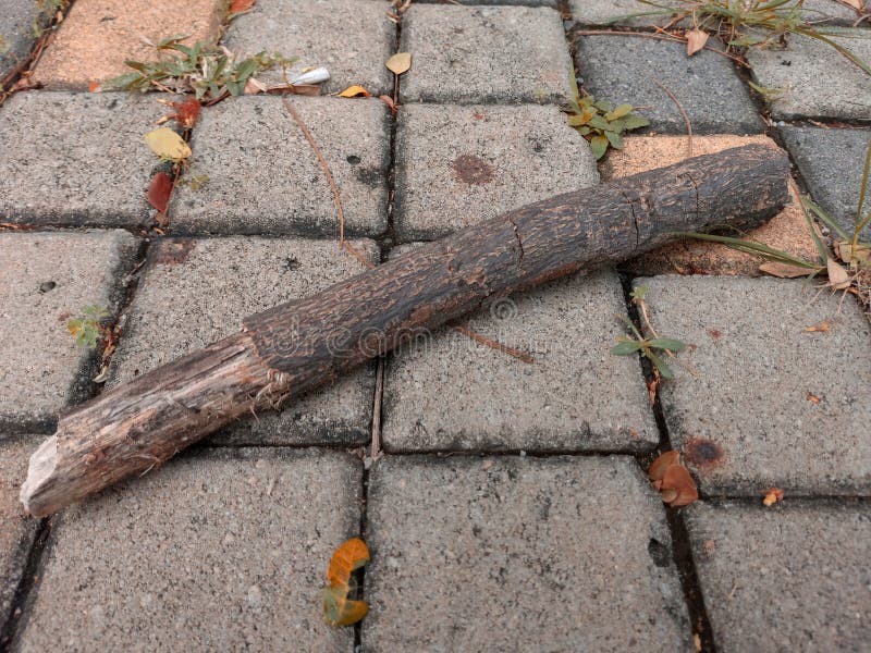 A branch on brick path stock photo. Image of line, asphalt - 204683636