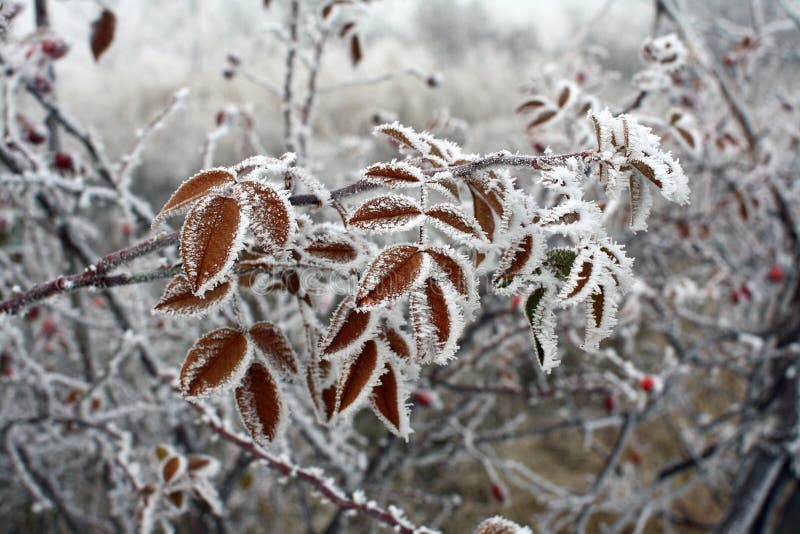 Branch of brier stock image. Image of white, eglantine - 29740325