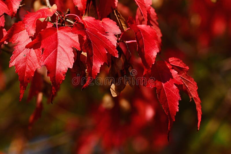 Decorative maple trees stock photo. Image of maple, palmatum - 76774266