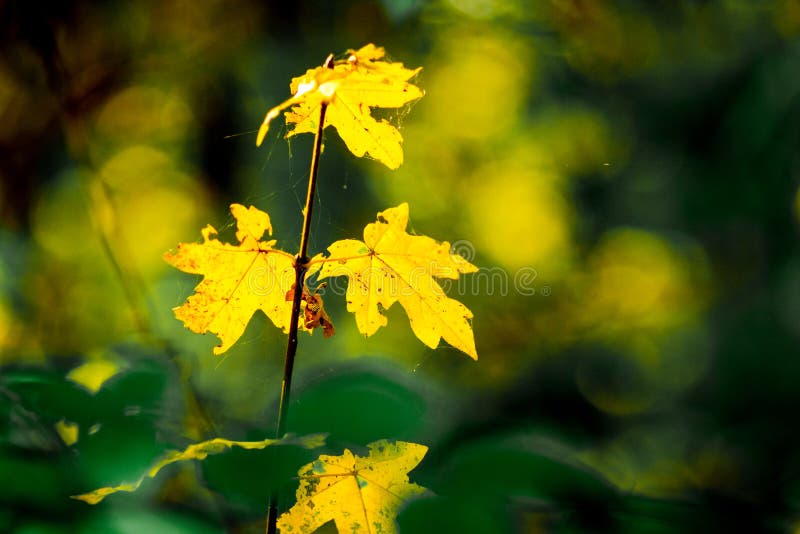 Branch with Bright Yellow Maple Leaves on a Dark Background in the ...