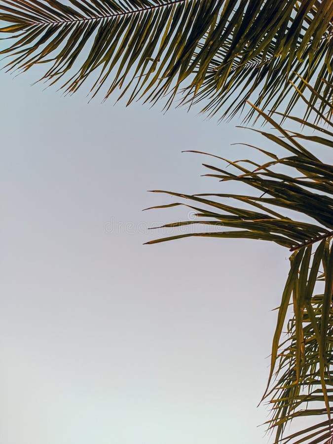 Branch Bronze Aesthetic View with the Frame Stock Photo - Image of ...