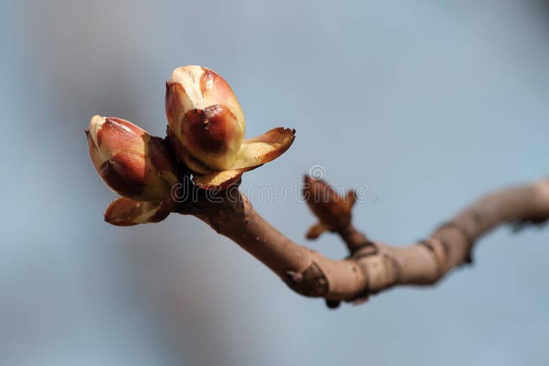 Branch with Bud stock image. Image of leaves, branch - 132130701