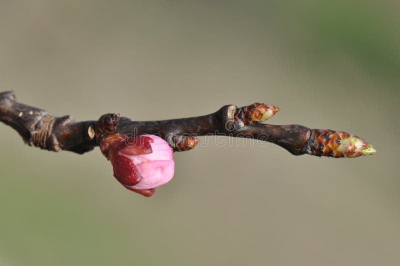 Branch with bud stock photo. Image of bloom, flower, essential - 89339832