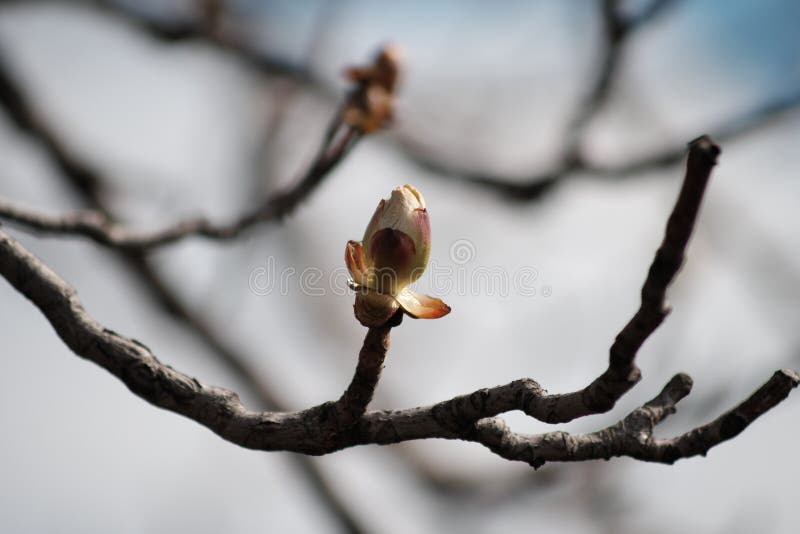 Branch with Bud stock photo. Image of leaves, branch - 132130704