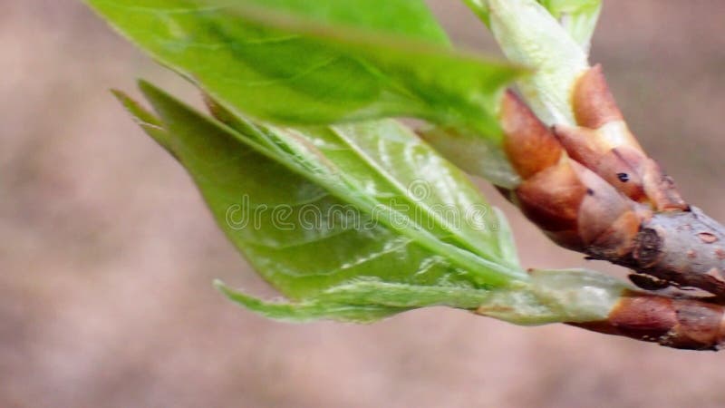 A Branch with a Budding Bud in Spring Close-up. the Concept of Spring ...