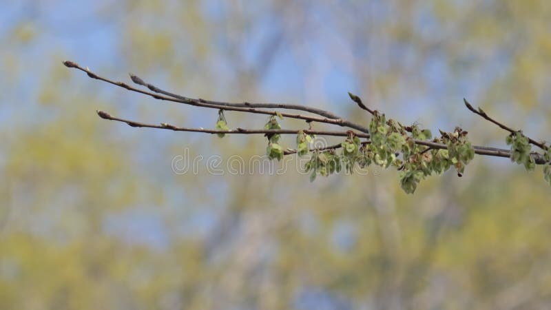 Branch with Budding Green Foliage Swaying in Breeze Stock Video - Video ...