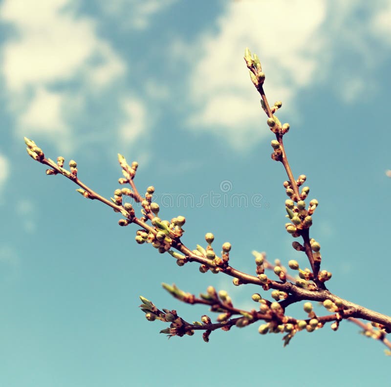 Branch with buds. stock image. Image of growth, garden - 69047047