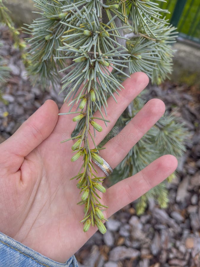 A Branch with Buds of Cedrus Libani in Early Spring in a Woman S Hand ...