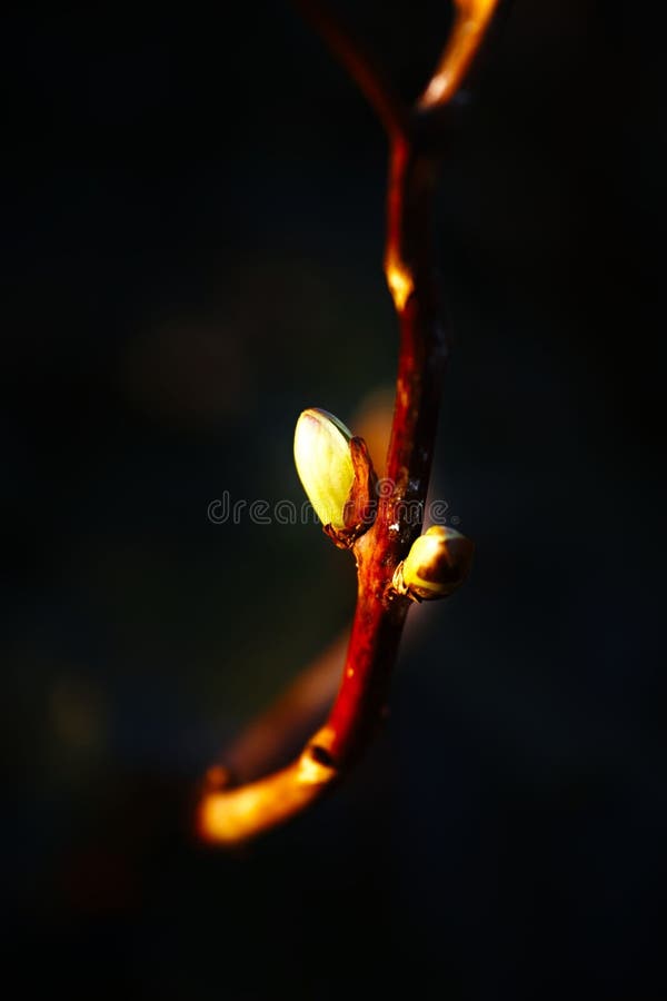 A Branch with Buds is Shown at Sunset on the Dark Background Stock ...