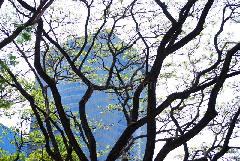 Branch with Building Background Stock Image - Image of landmark ...