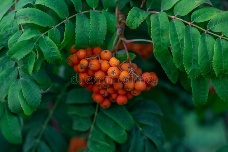A Branch with a Bunch of Ripe Red Mountain Ash in the Foliage Stock ...