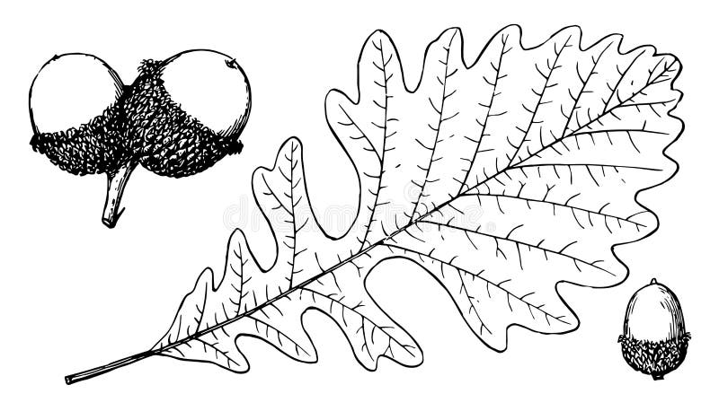 Quercus Macrocarpa Stock Illustrations – 4 Quercus Macrocarpa Stock ...