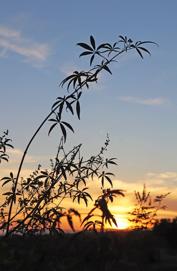 A Branch of a Bush at Sunset Stock Photo - Image of clouds, environment ...