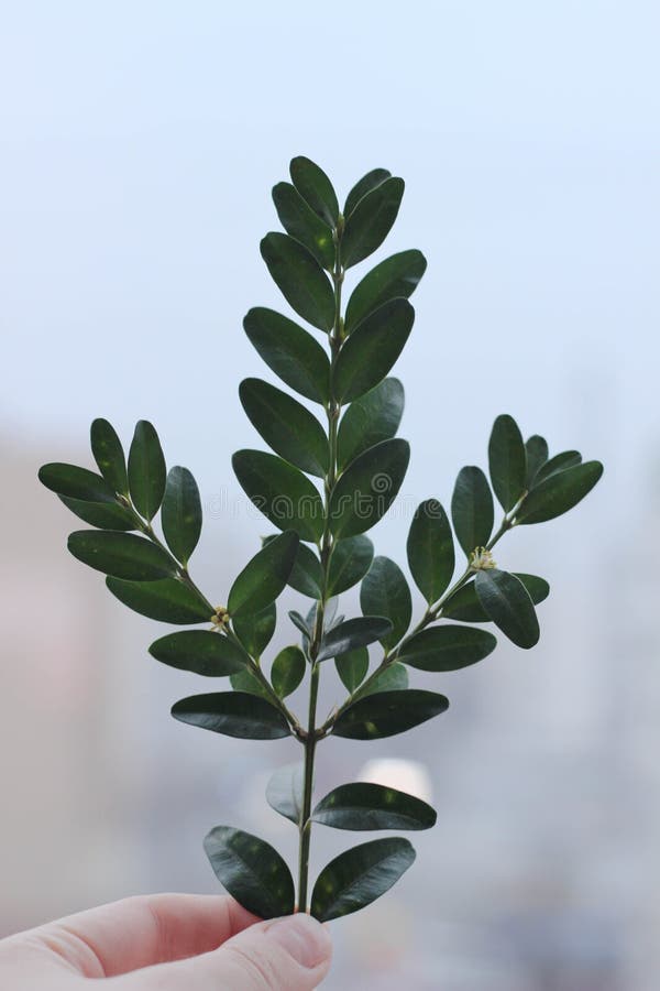 Branch of a Bush in the Hands of a Girl Stock Photo - Image of beauty ...
