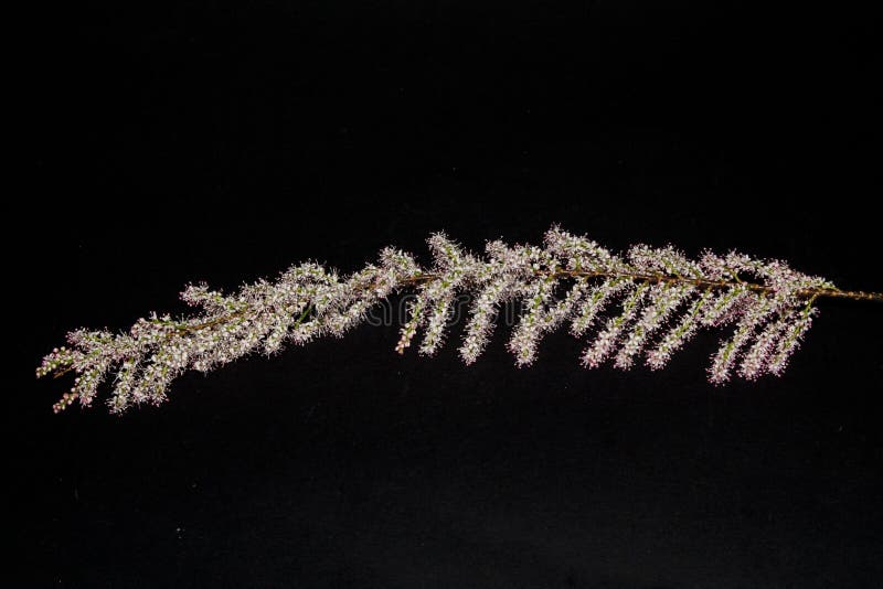 Branch of a Bush Isolated on a Black Background Stock Photo - Image of ...