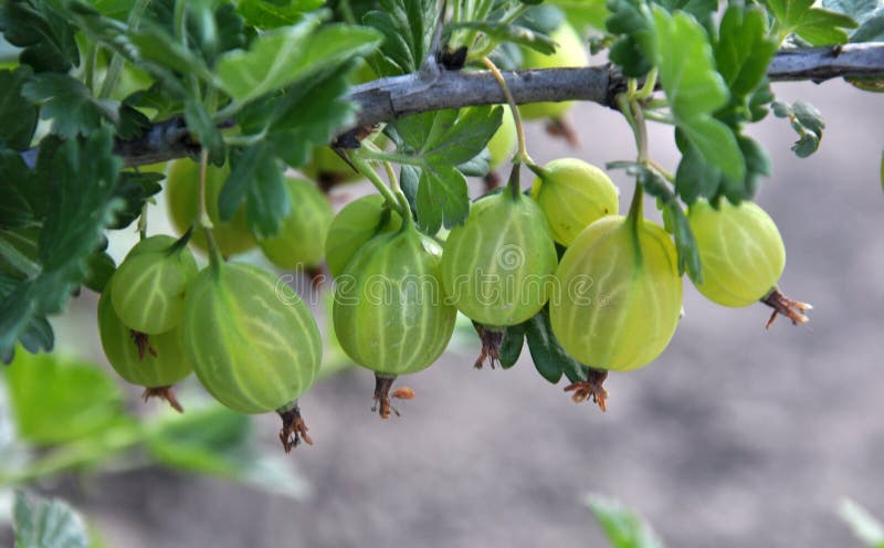 On the Branch of the Bush Ripe Gooseberries Stock Image - Image of ...