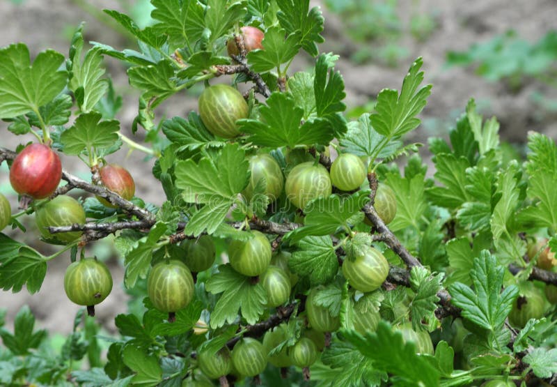 On the Branch of the Bush Ripe Gooseberries Stock Photo - Image of ...