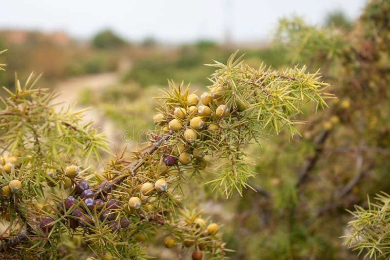 Branch of Cade Juniper Tree with Fruits Stock Image - Image of ...