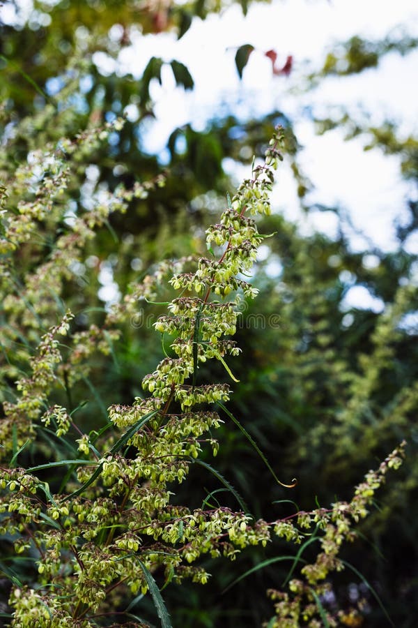 Branch of Cannabis and Marijuana. Ganja, Hemp Beautiful Tree. Stock ...