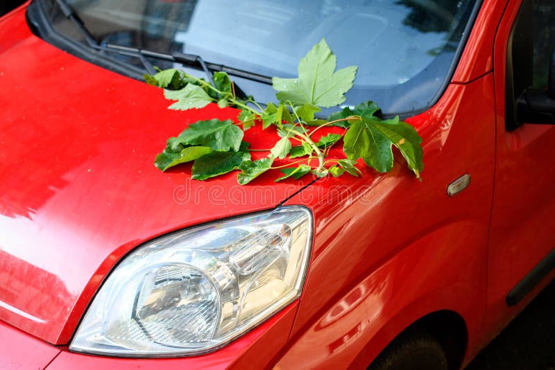 Branch on Car Body after Storm Insurance Concept Stock Photo - Image of ...