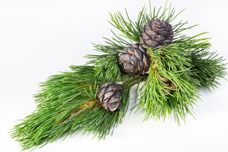 Cedar Tree Cones and Seeds. Stock Photo - Image of food, siberian ...