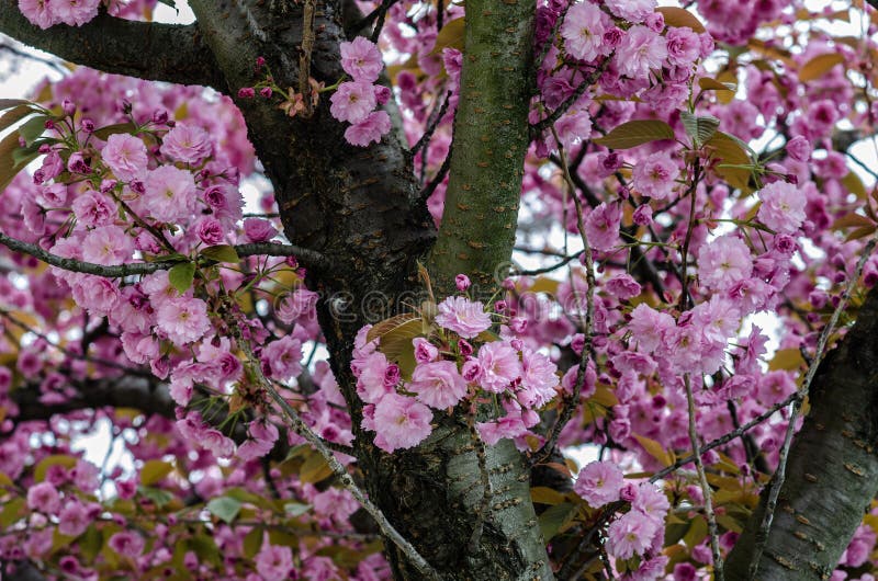 Branch of Cherry Blossoms Stunning Breath of Spring Stock Photo - Image ...
