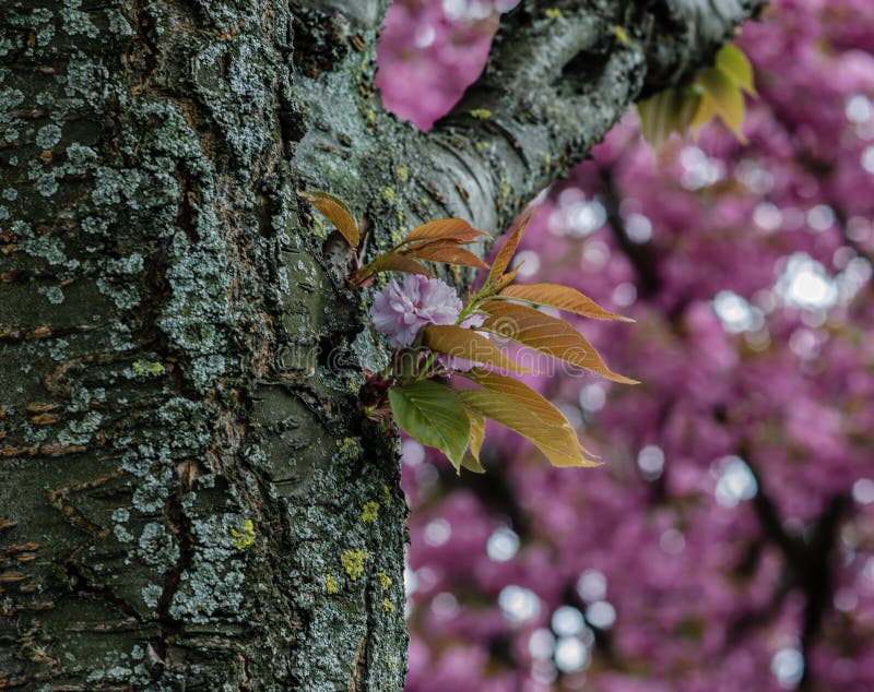 Branch of Cherry Blossoms Stunning Breath of Spring Stock Photo - Image ...
