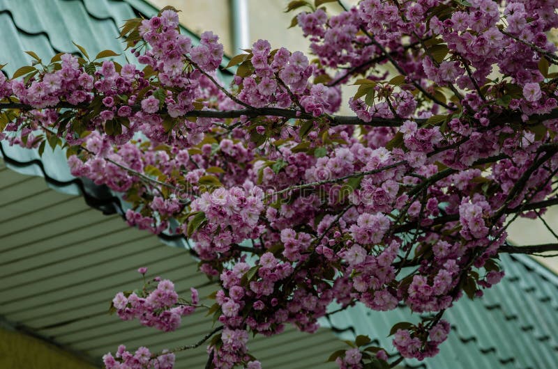 Branch of Cherry Blossoms Stunning Breath of Spring Stock Photo - Image ...
