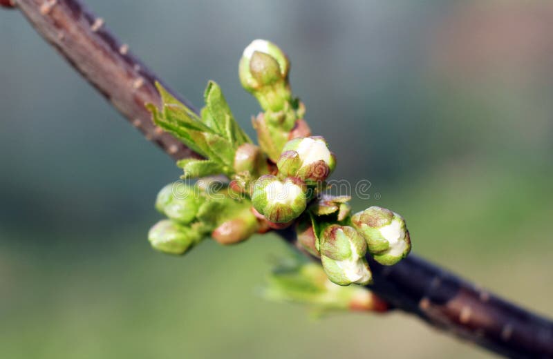 The Branch of Cherry Buds Macro Stock Image - Image of plant, bloom ...