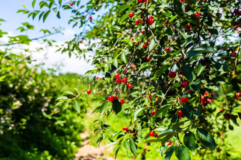 Branch of Cherry Tree in Field on a Summer Day Stock Image - Image of ...