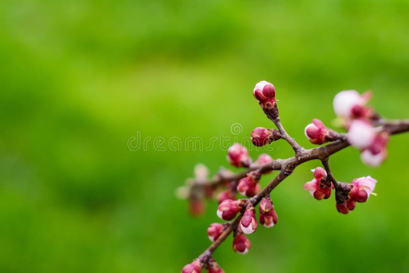 Branch of Cherry Tree with Flower Buds Ready To Bloom Stock Photo ...